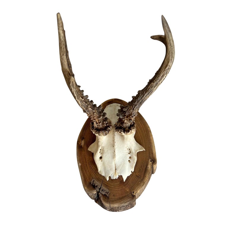 Set of Eight Vintage German Roe Deer Mounts For Sale at 1stDibs