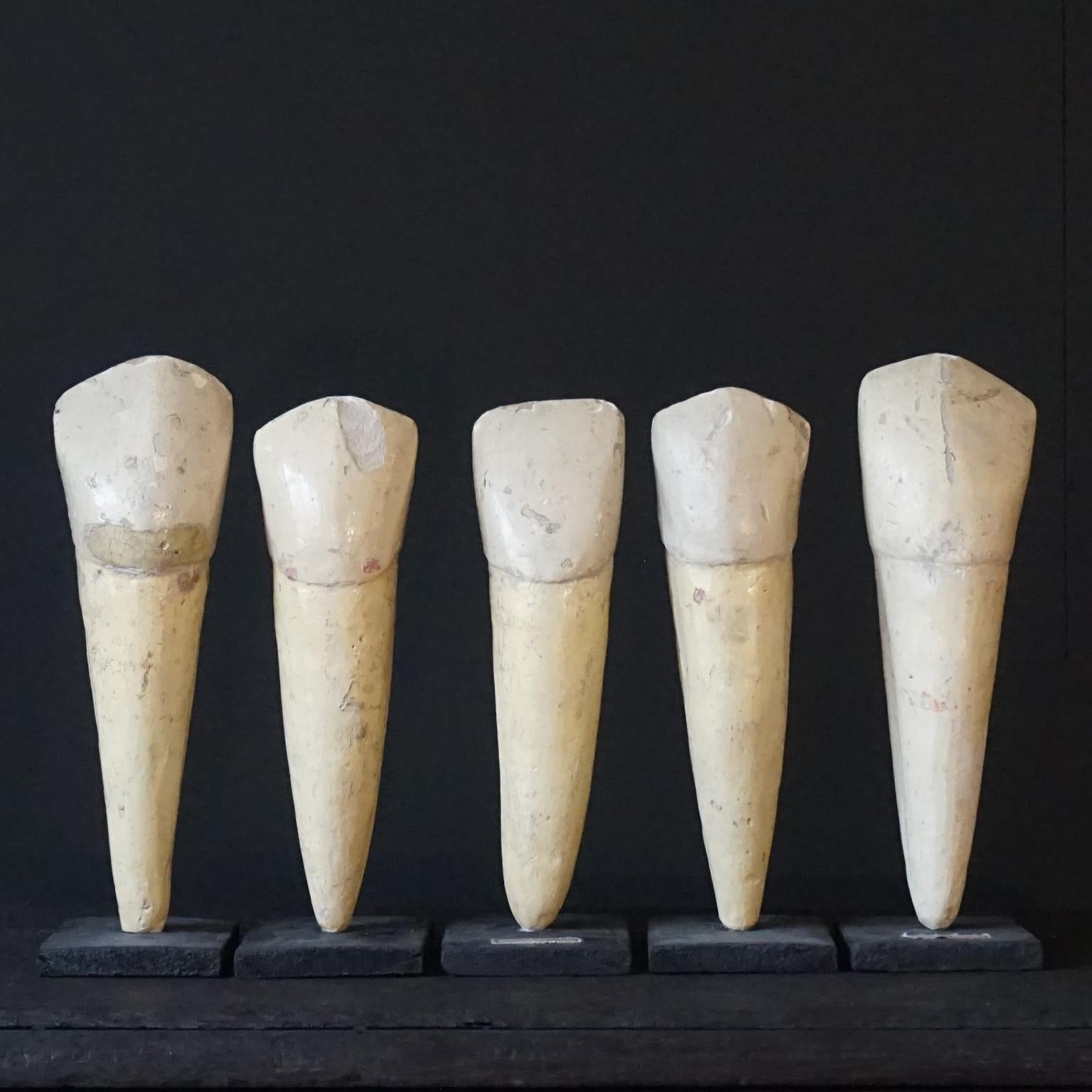 Set of Five 1950s Large German Vintage Model Dental Teeth in Plaster of ...
