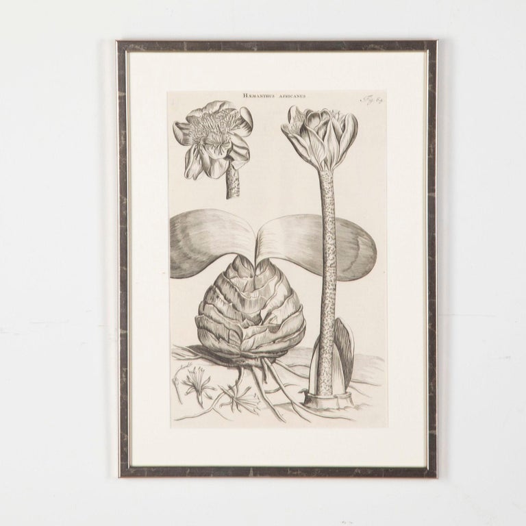 Set of 4, 17th Century Botanical Engravings by Jan and Caspar Commelin ...