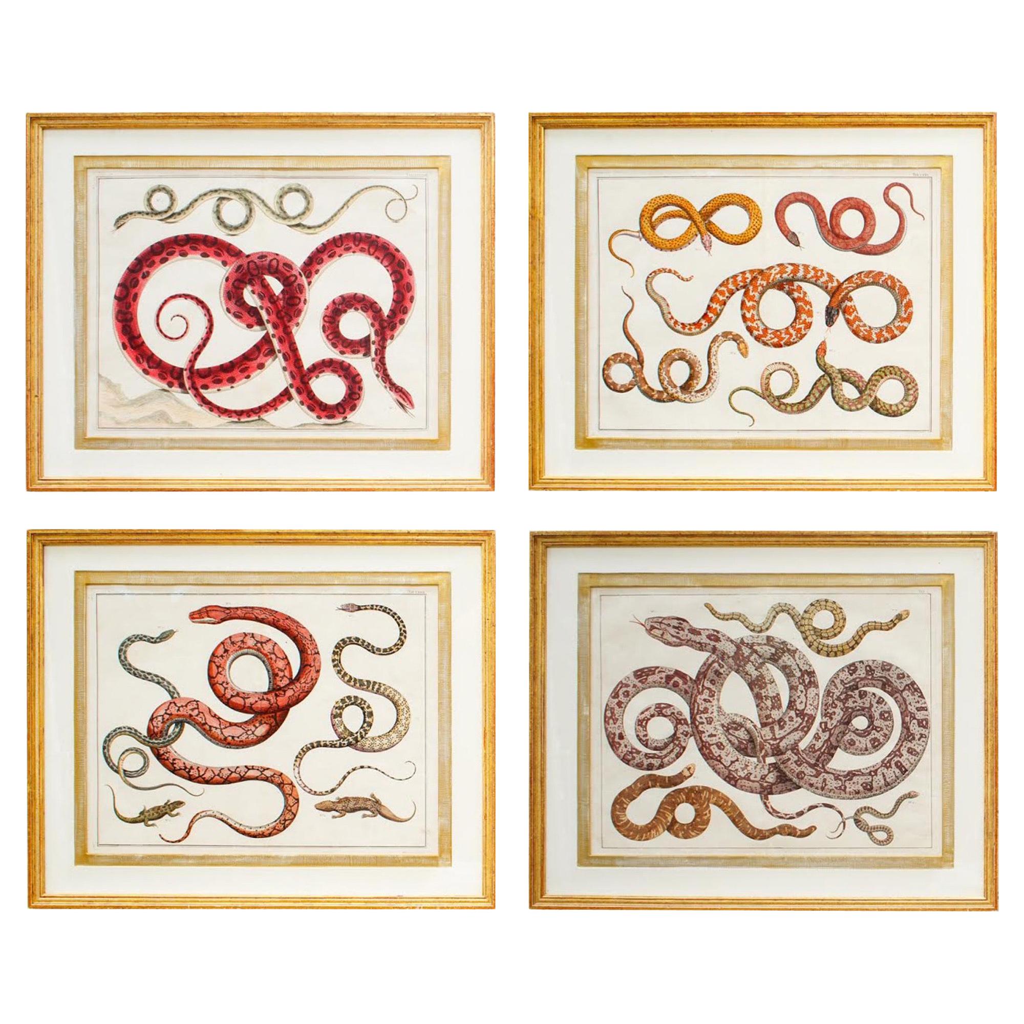 Set of Four 18th Century Albertus Seba Hand Colored Serpents, Snakes at ...