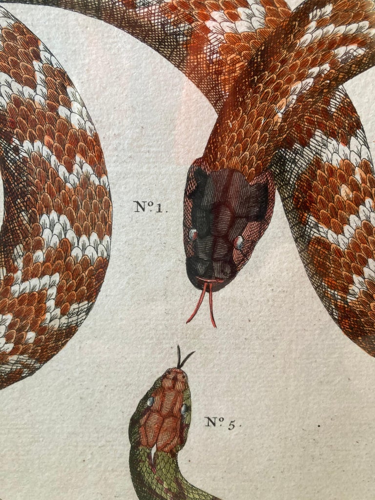 Set of Four 18th Century Albertus Seba Hand Colored Serpents, Snakes at ...