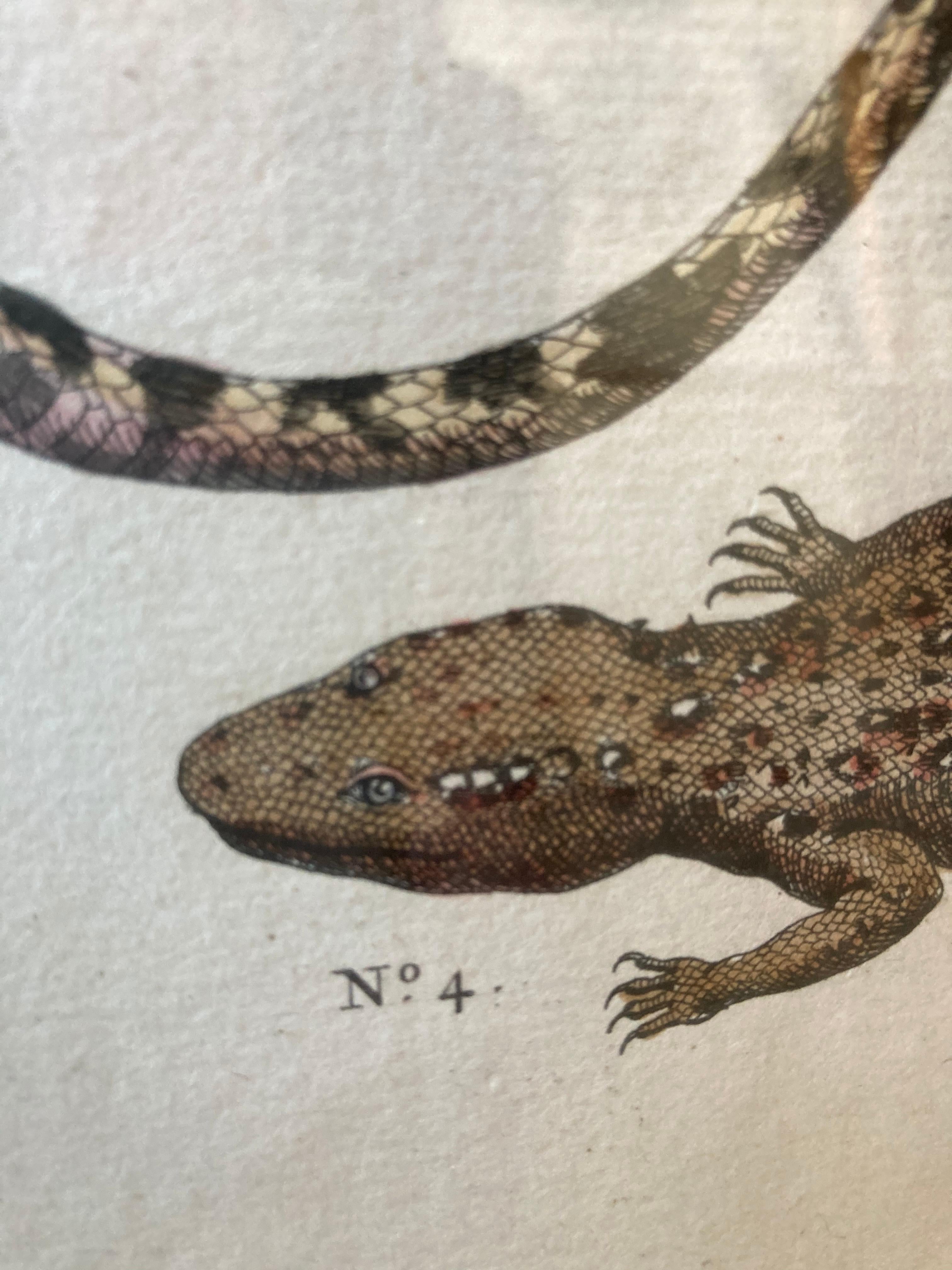 Set of Four 18th Century Albertus Seba Hand Colored Serpents, Snakes at ...