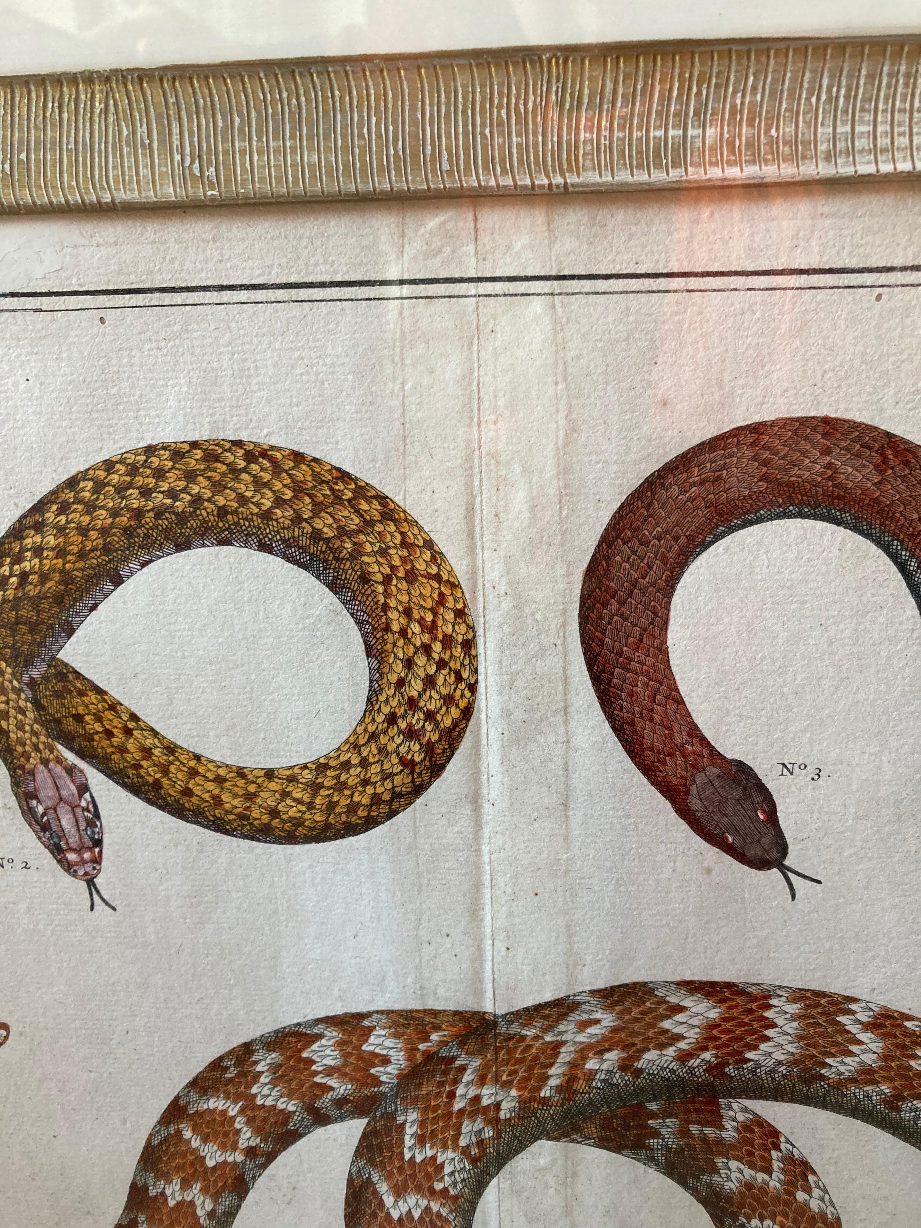 Set of Four 18th Century Albertus Seba Hand Colored Serpents, Snakes at ...