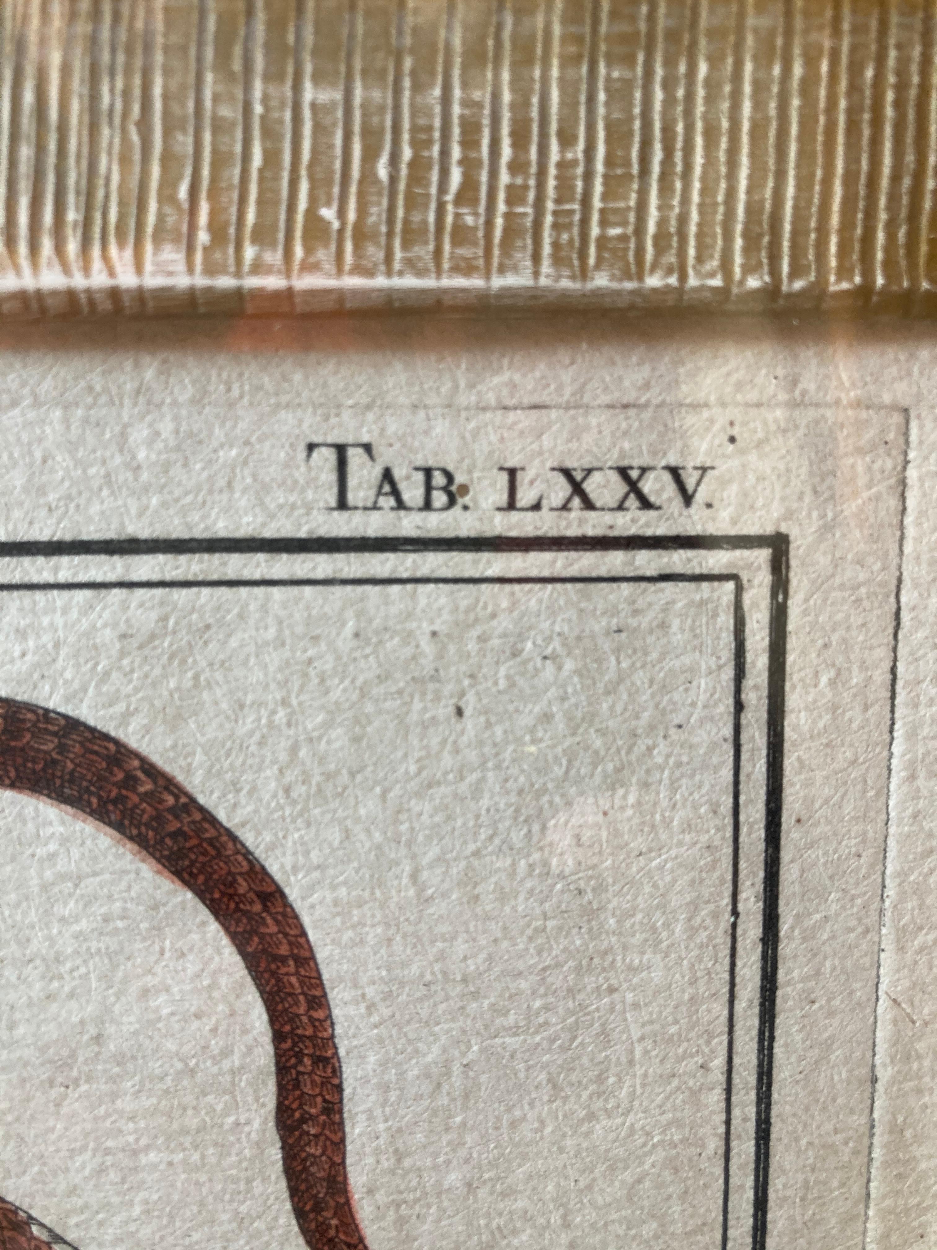 Set of Four 18th Century Albertus Seba Hand Colored Serpents, Snakes at ...