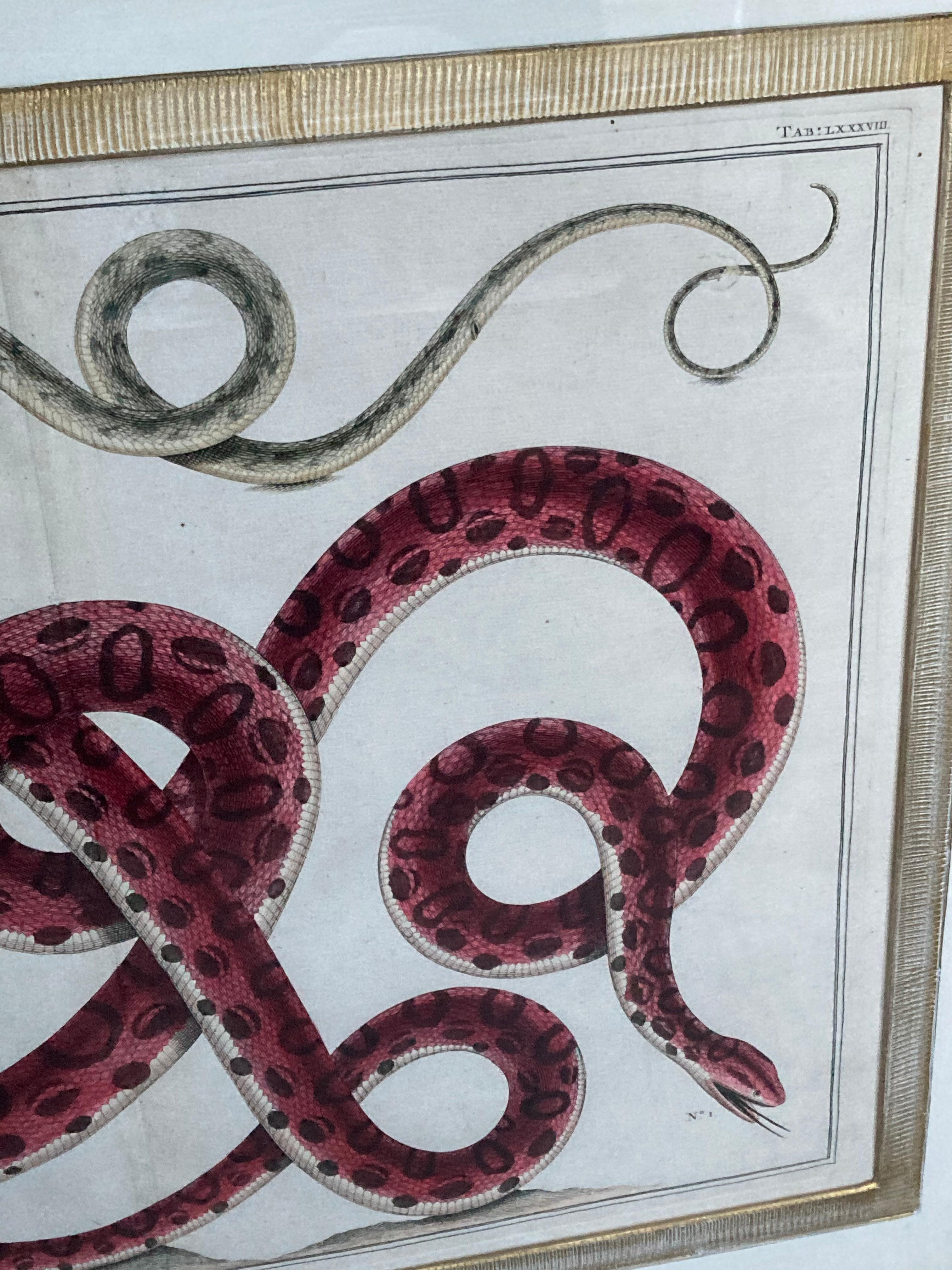 Set of Four 18th Century Albertus Seba Hand Colored Serpents, Snakes at ...