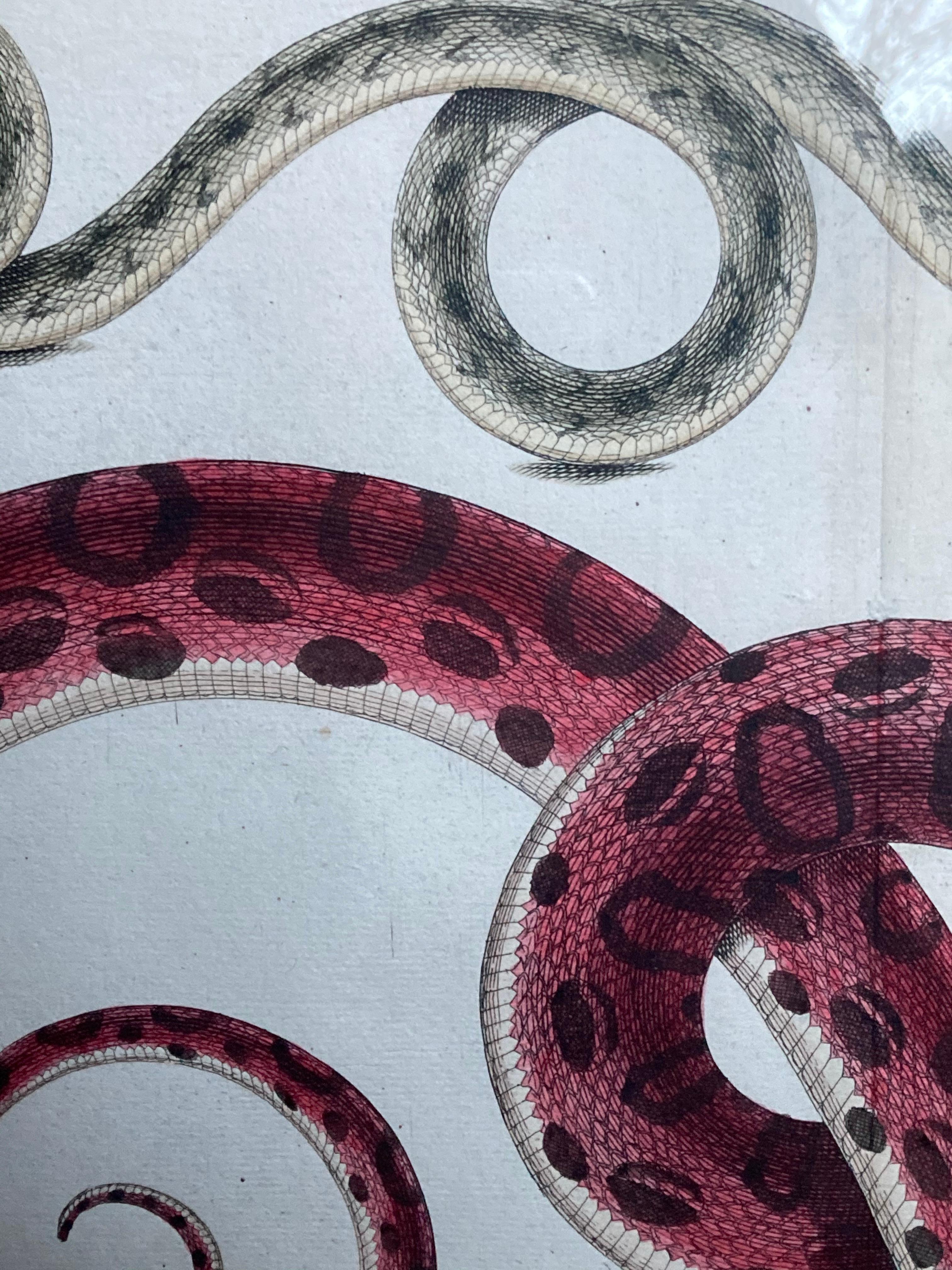 Set of Four 18th Century Albertus Seba Hand Colored Serpents, Snakes at ...