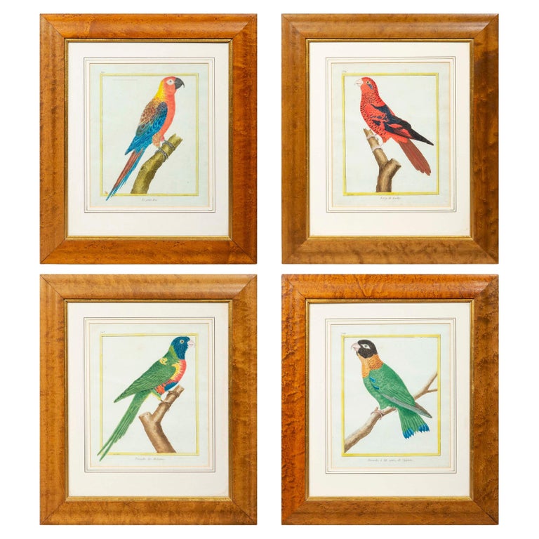 Set of Four 18th Century Parrot Prints Ornithological Engravings For ...