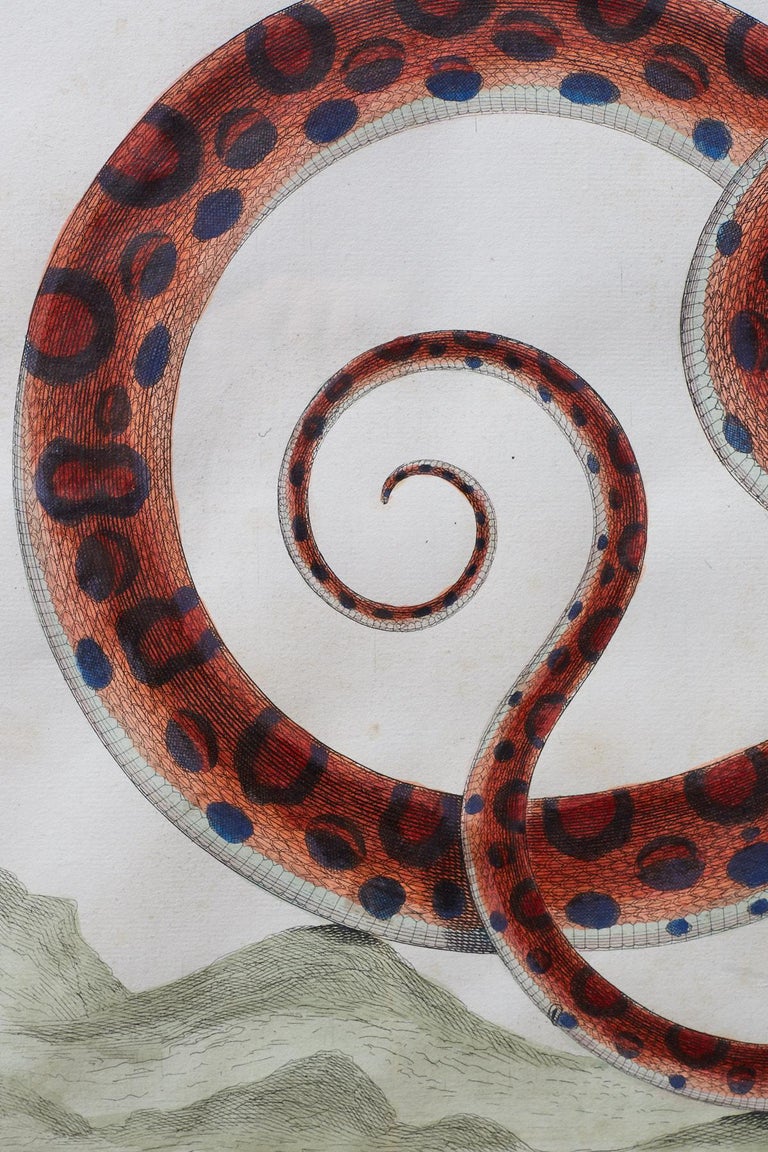 Set of Four Albertus Seba Hand-Colored Snake Prints For Sale at 1stDibs ...