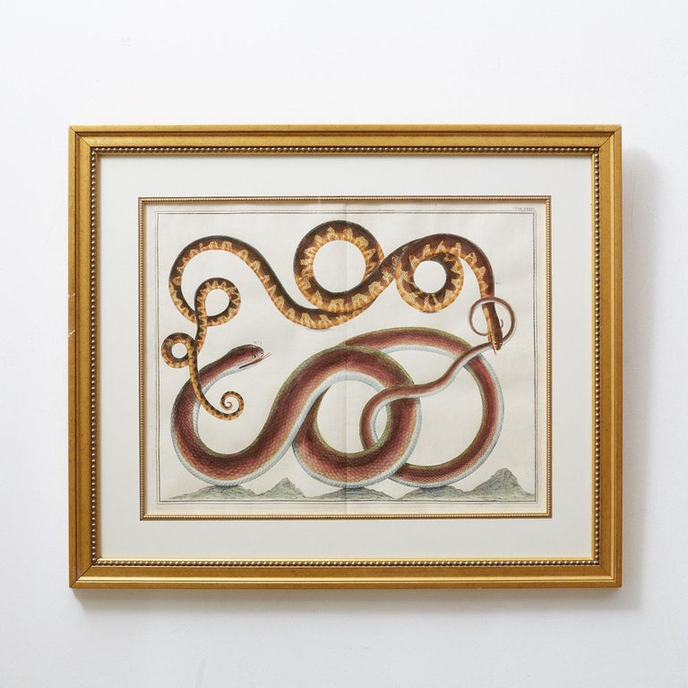 Set of Four Albertus Seba Hand-Colored Snake Prints For Sale at 1stDibs ...