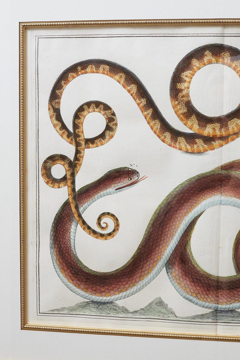 Set of Four Albertus Seba Hand-Colored Snake Prints For Sale at 1stDibs ...