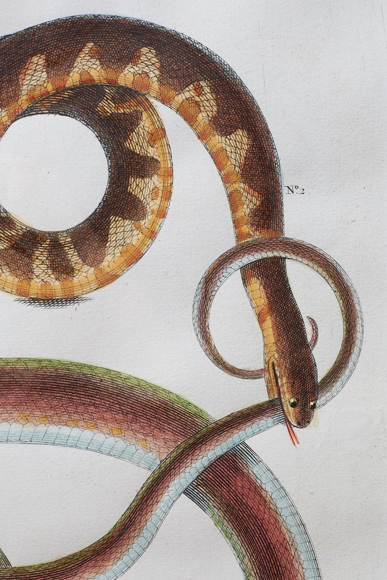 Set of Four Albertus Seba Hand-Colored Snake Prints For Sale at 1stDibs ...