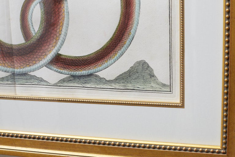 Set of Four Albertus Seba Hand-Colored Snake Prints For Sale at 1stDibs ...