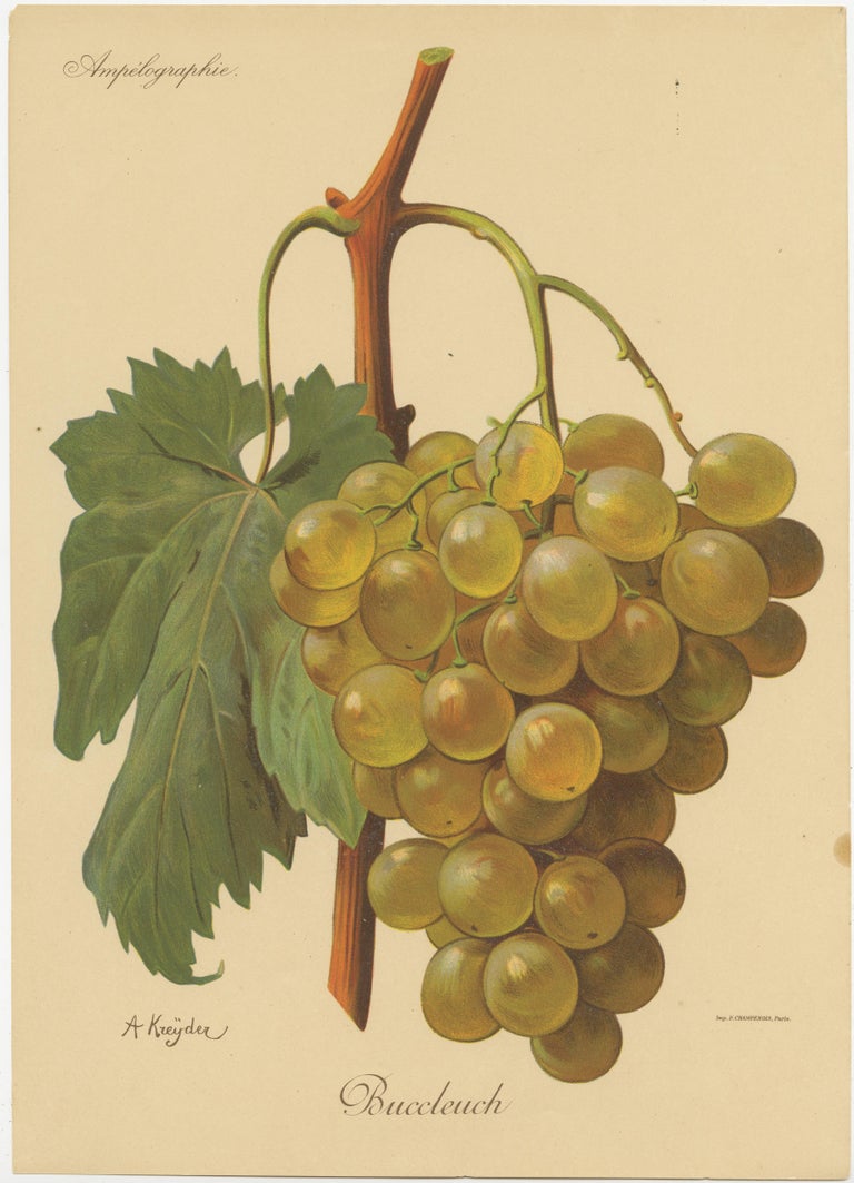 Set of four Antique Prints of Green / White Grape Varieties For Sale at ...
