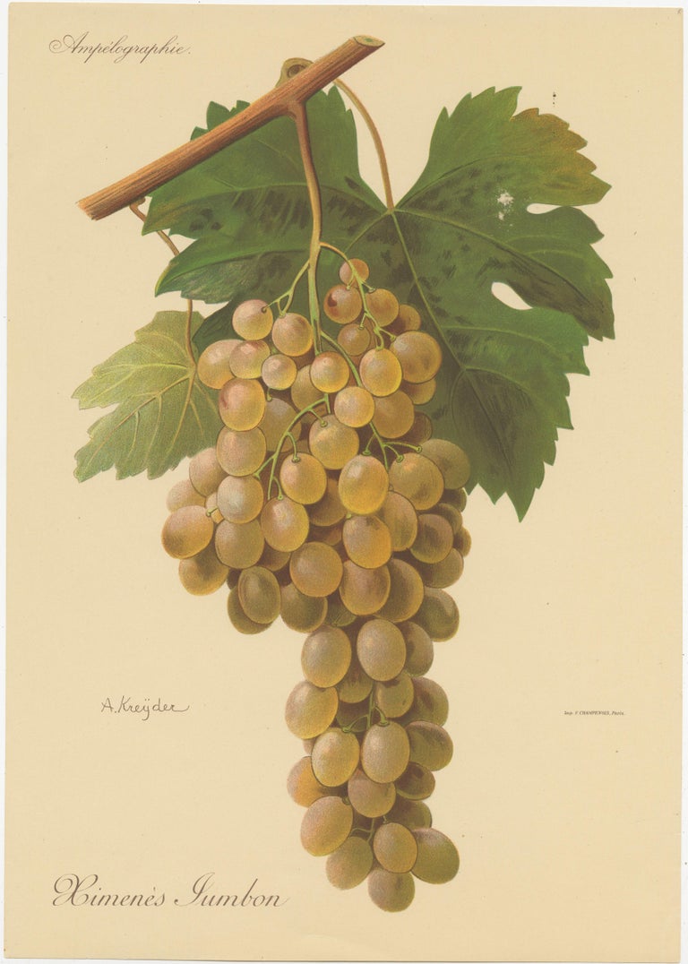 Set of four Antique Prints of Green / White Grape Varieties For Sale at ...
