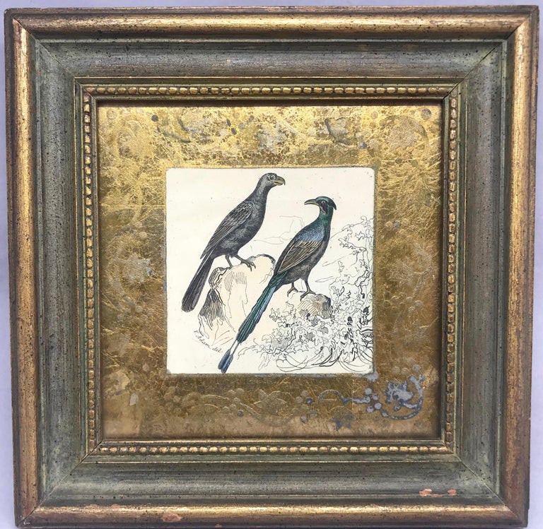 Set of Four Bird Engravings at 1stDibs