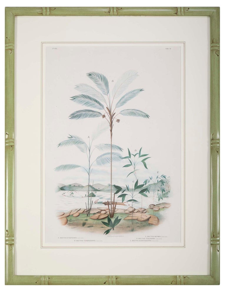 Set of Four Chromolithographs of Brazilian Palms by Joao Barbosa ...