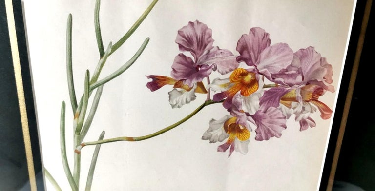 Victorian English Set of Four Frames with "Botanical" Prints 1880 at ...