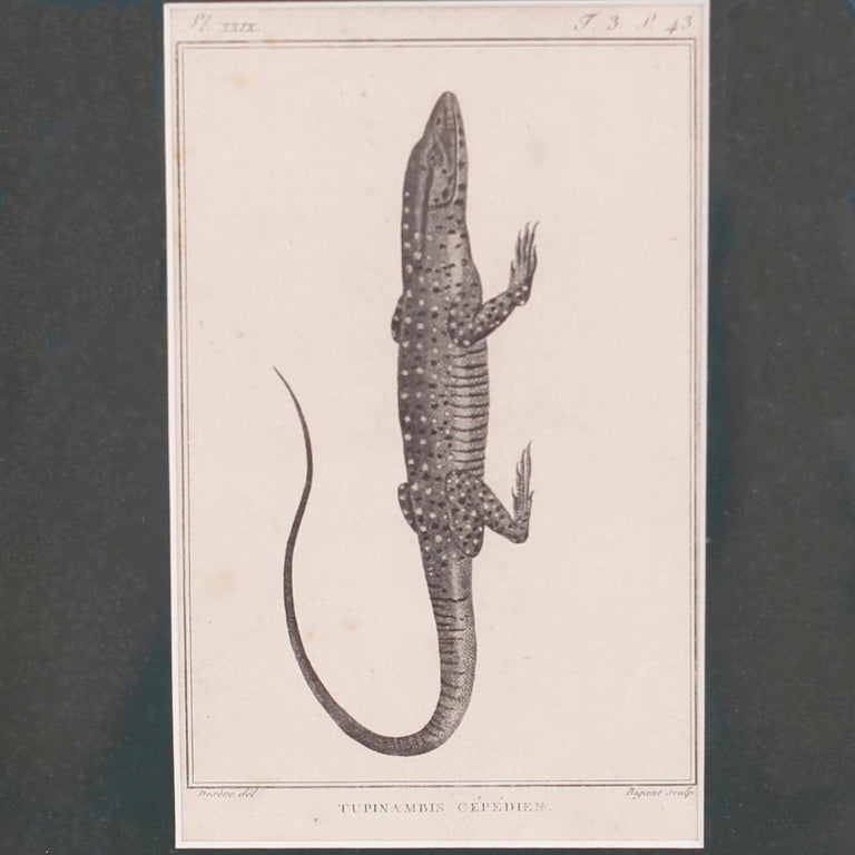 Set of Four French Lizard Engravings For Sale at 1stDibs