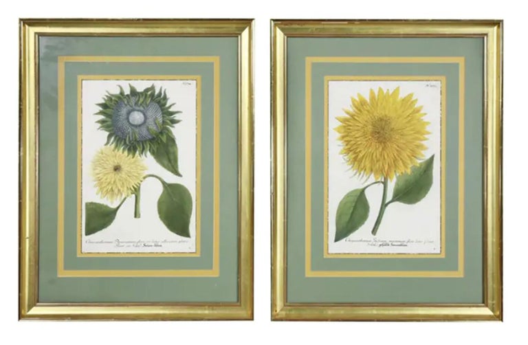 Pair of Hand Colored Botanical Engravings of Sunflowers at 1stDibs
