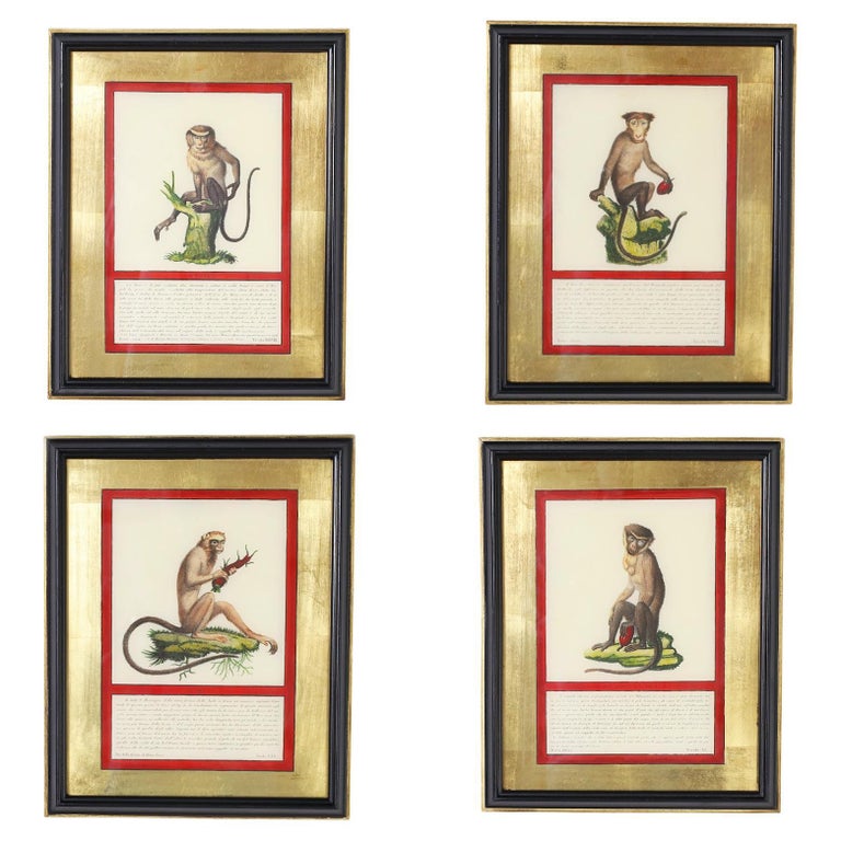 Set of Four Hand Colored Monkey Prints For Sale at 1stDibs