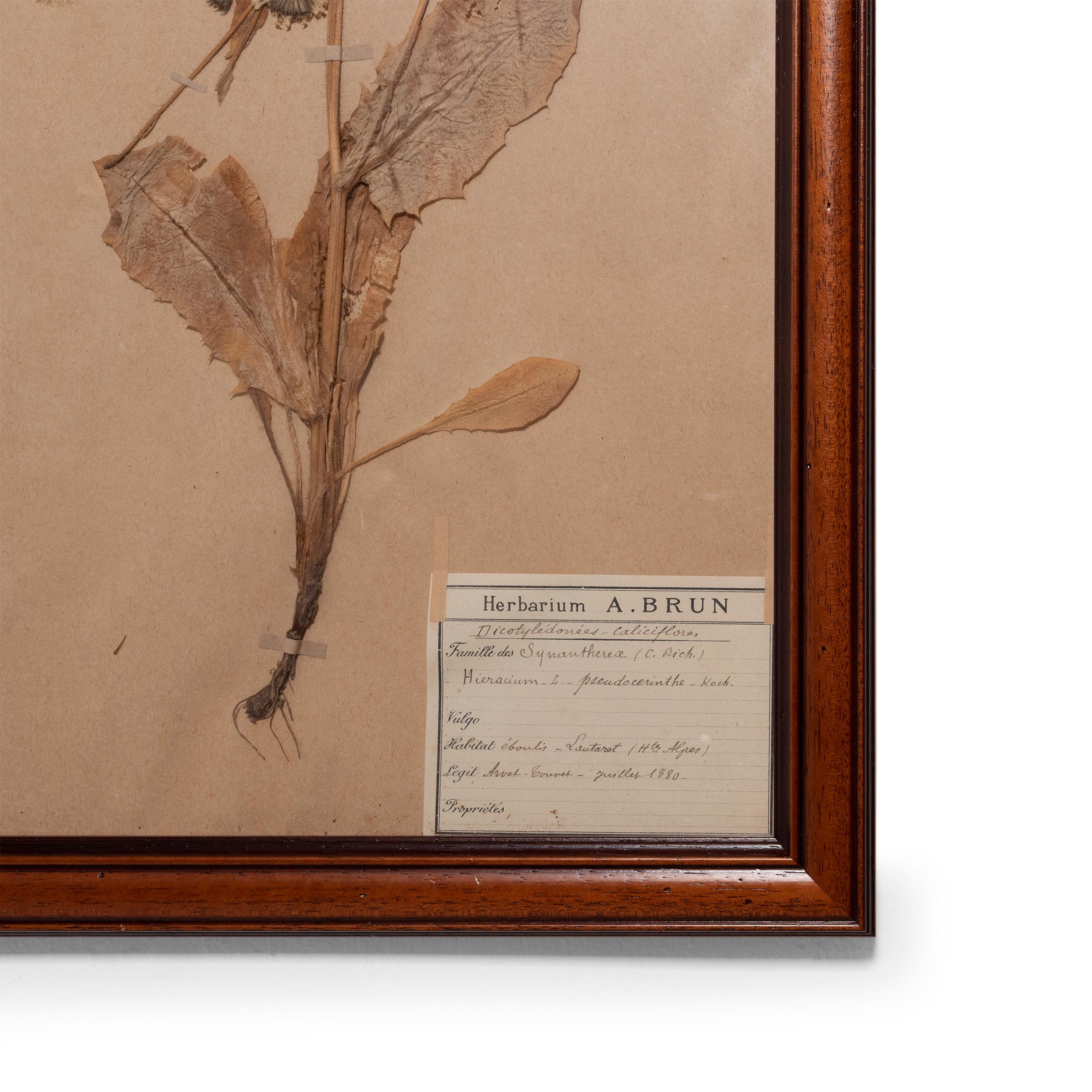 Set of Four Pressed Botanical Specimens, circa 1900 For Sale at 1stDibs