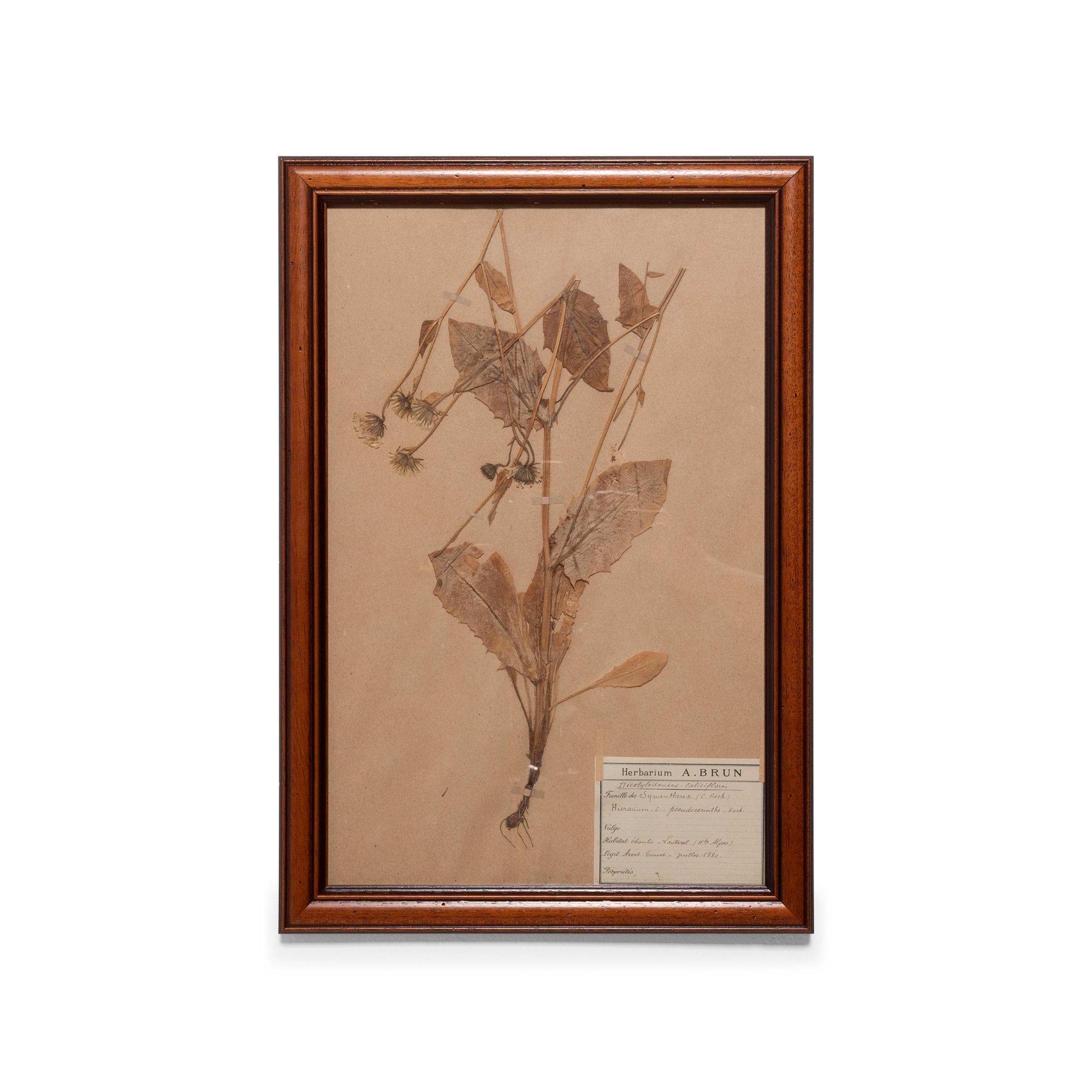 Set of Four Pressed Botanical Specimens, circa 1900 For Sale at 1stDibs