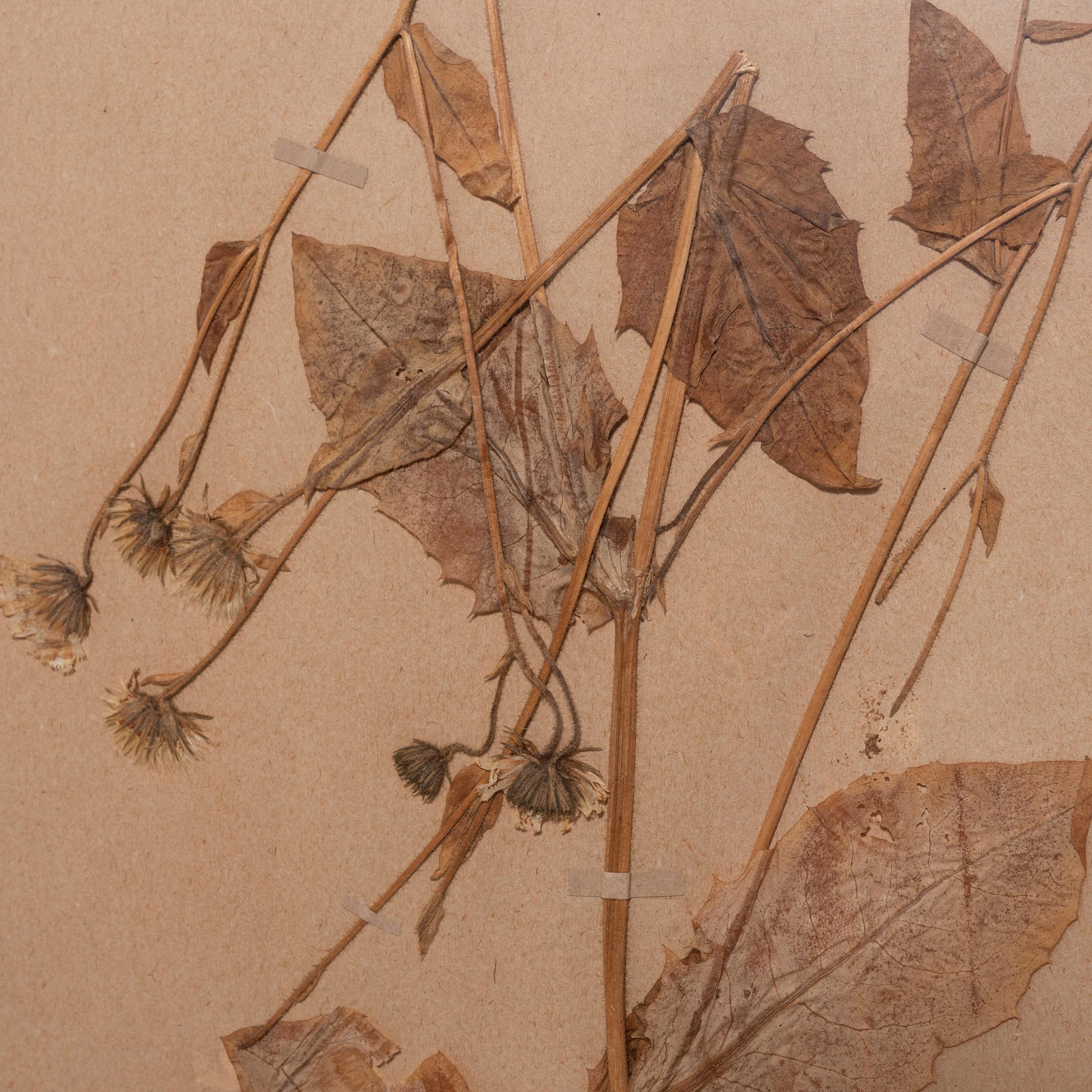 Set of Four Pressed Botanical Specimens, circa 1900 For Sale at 1stDibs