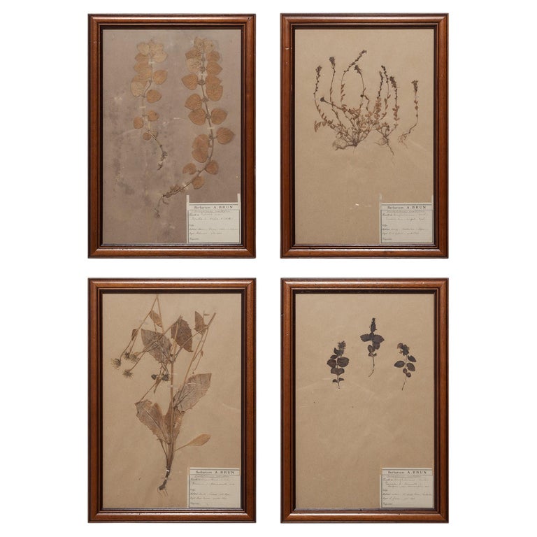 Set of Four Pressed Botanical Specimens, c. 1900 For Sale at 1stDibs