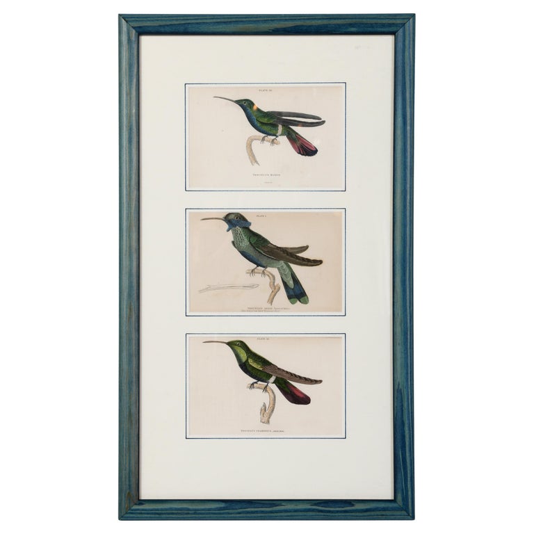 Set of Four Series of Bird Prints For Sale at 1stDibs