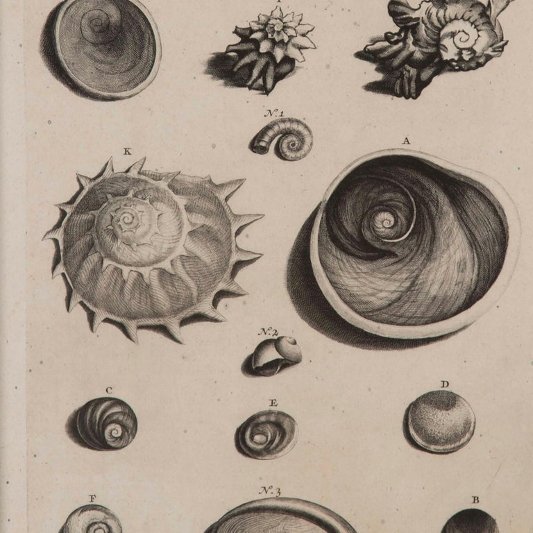 Set of Nine 18th Century Shell Engravings For Sale at 1stDibs