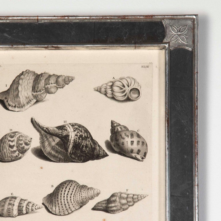 Set of Nine 18th Century Shell Engravings For Sale at 1stDibs