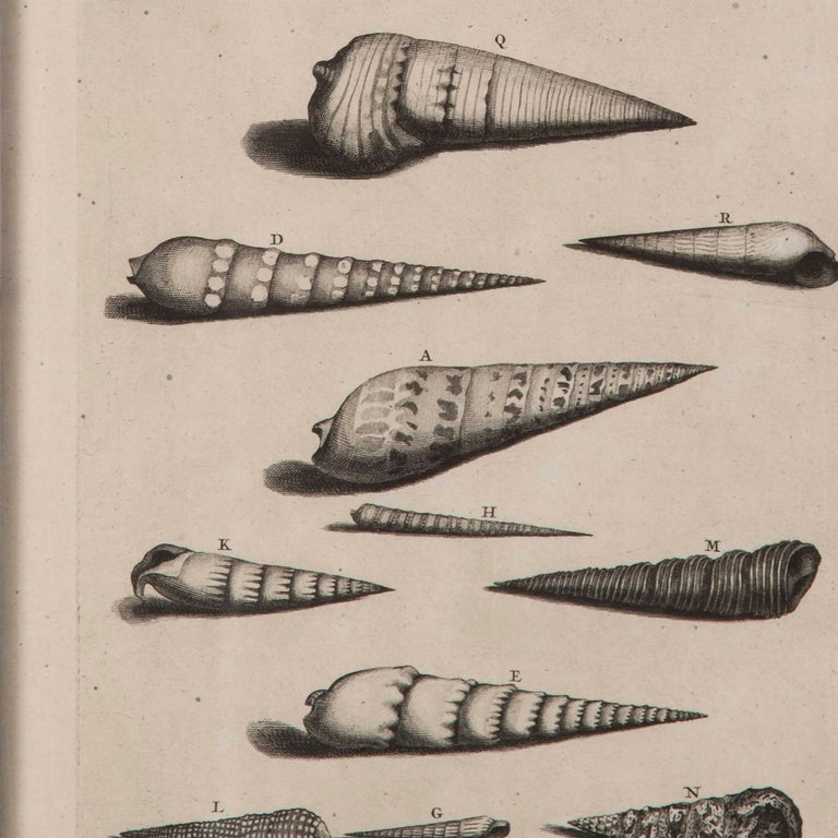 Set of Nine 18th Century Shell Engravings For Sale at 1stDibs