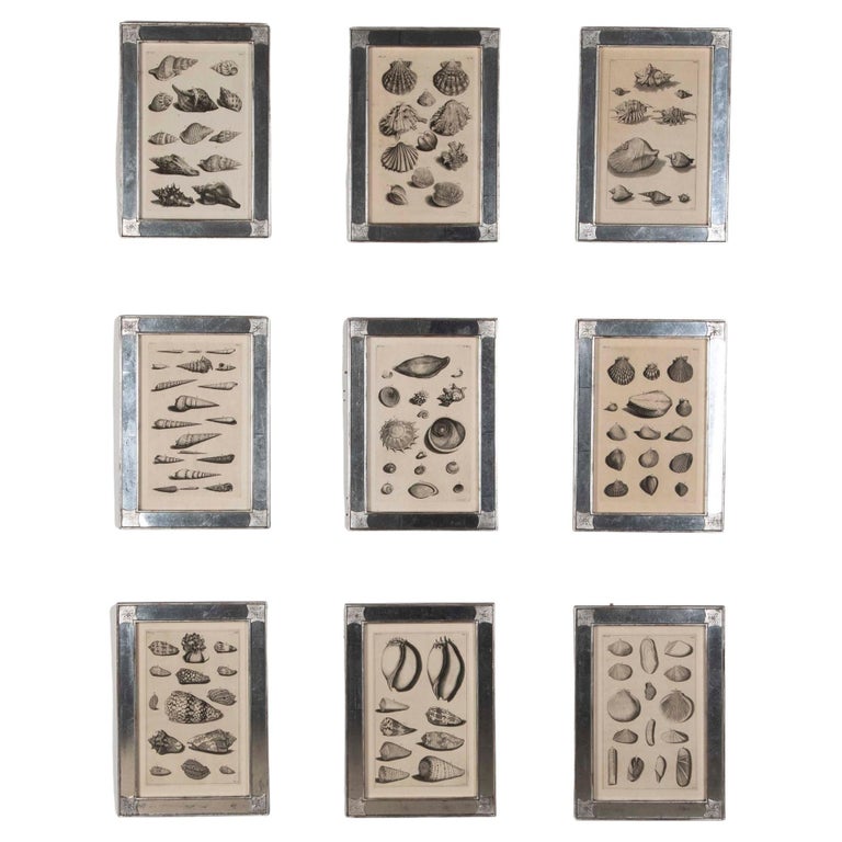 Set of Nine 18th Century Shell Engravings For Sale at 1stDibs