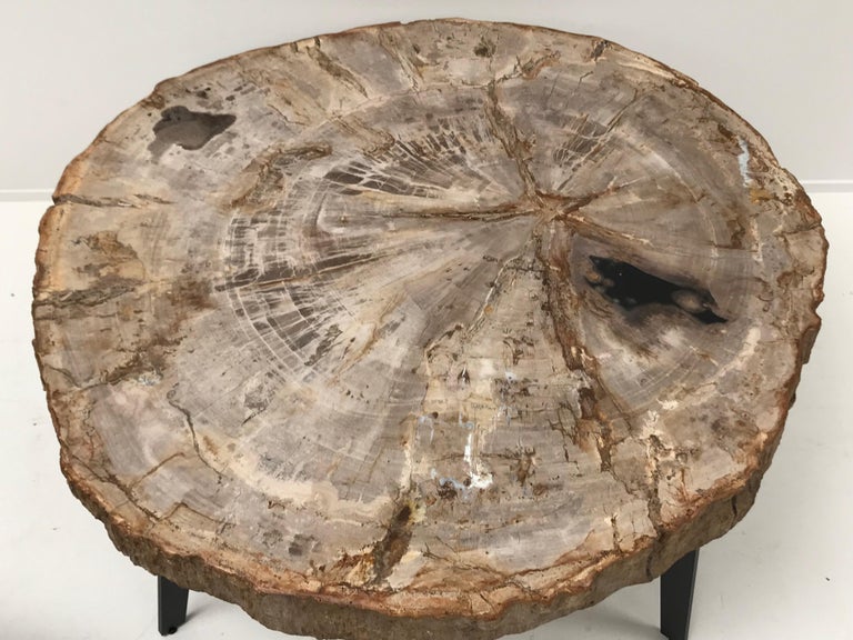 Set of Petrified Wood Tables at 1stDibs