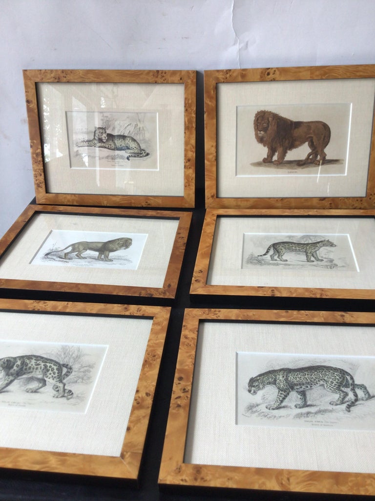 Set of Six 1840s English Lion / Big Cat Engravings by William Lazars at ...