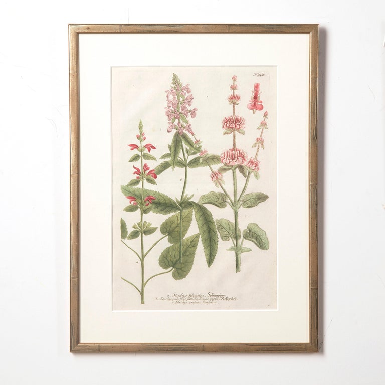 Set of Six 18th Century Botanical Prints by Weinmann at 1stDibs | 18th ...