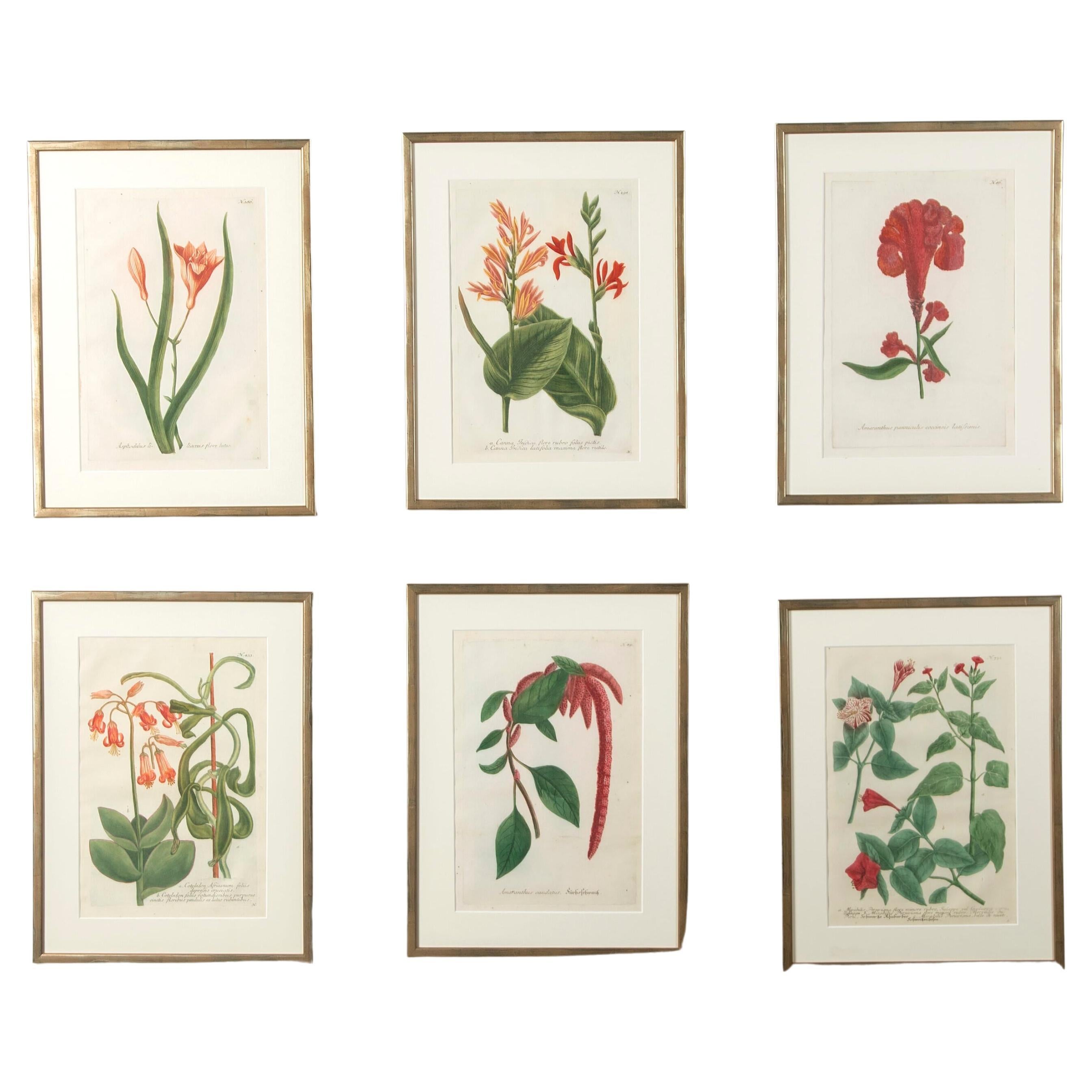 18th Century Framed Botanical Prints For Sale at 1stDibs