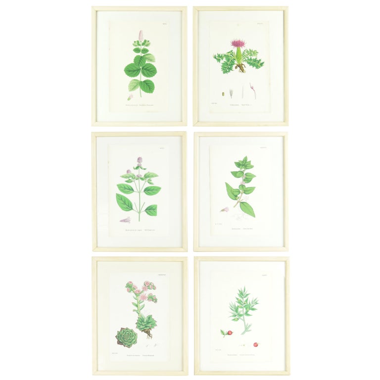Set of Six Antique Botanical Prints in Faux Ivory Frames at 1stDibs