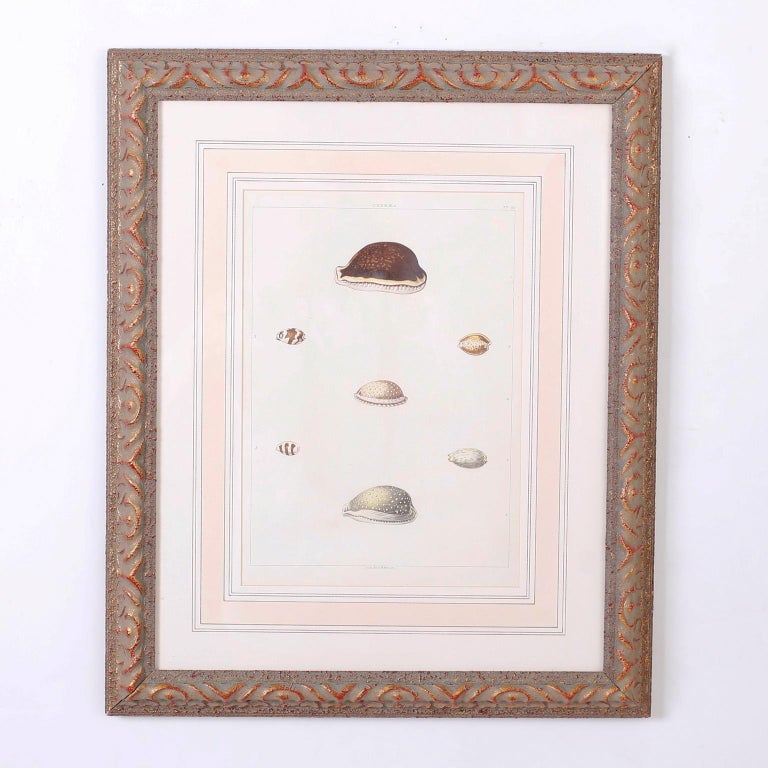 Set of Six Antique Seashell Prints at 1stDibs