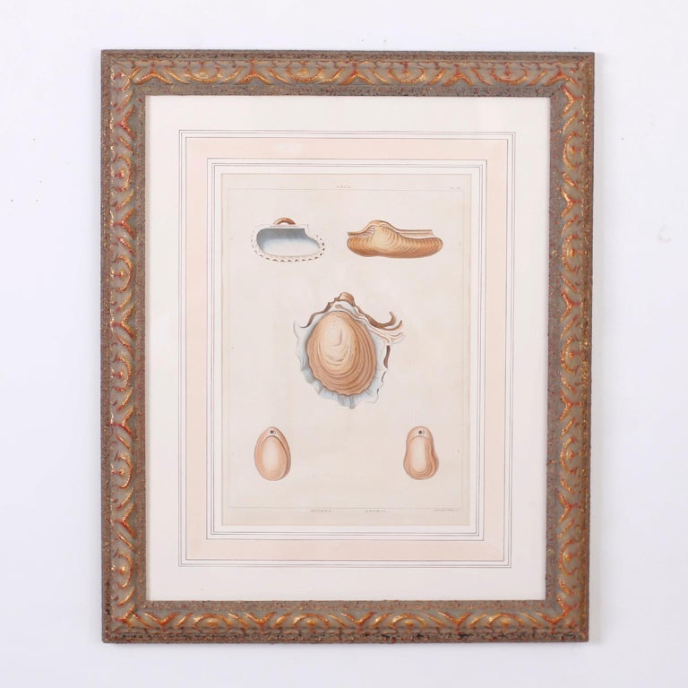 Set of Six Antique Seashell Prints at 1stDibs