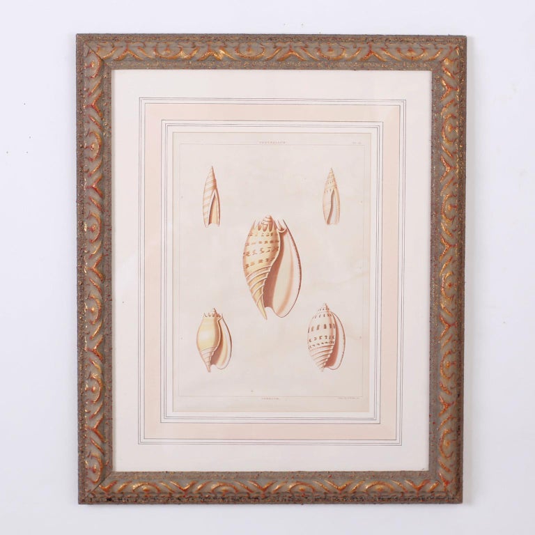 Set of Six Antique Seashell Prints at 1stDibs