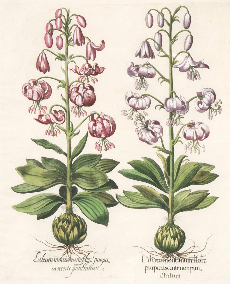 Set of Six Besler Framed Botanicals For Sale at 1stDibs