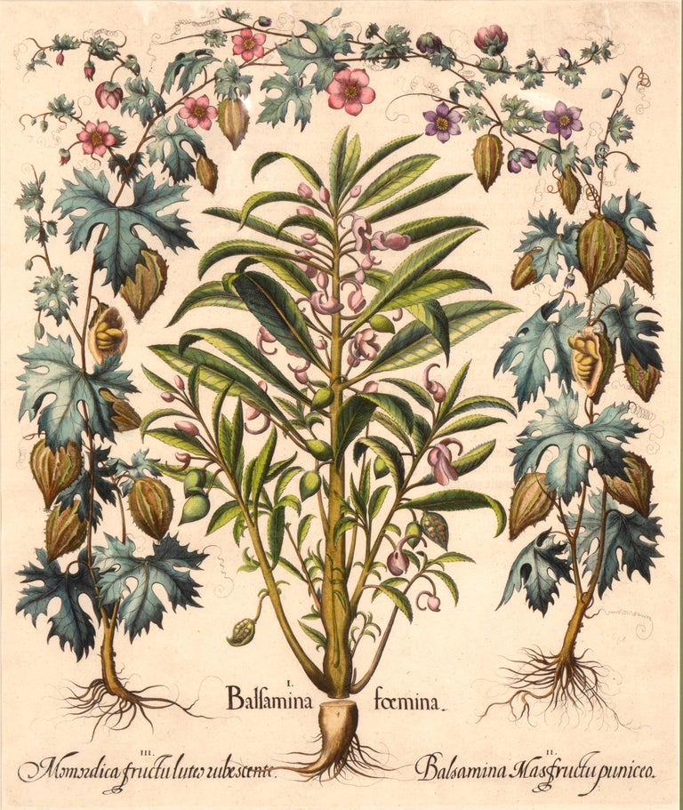 Set of Six Besler Framed Botanicals For Sale at 1stDibs