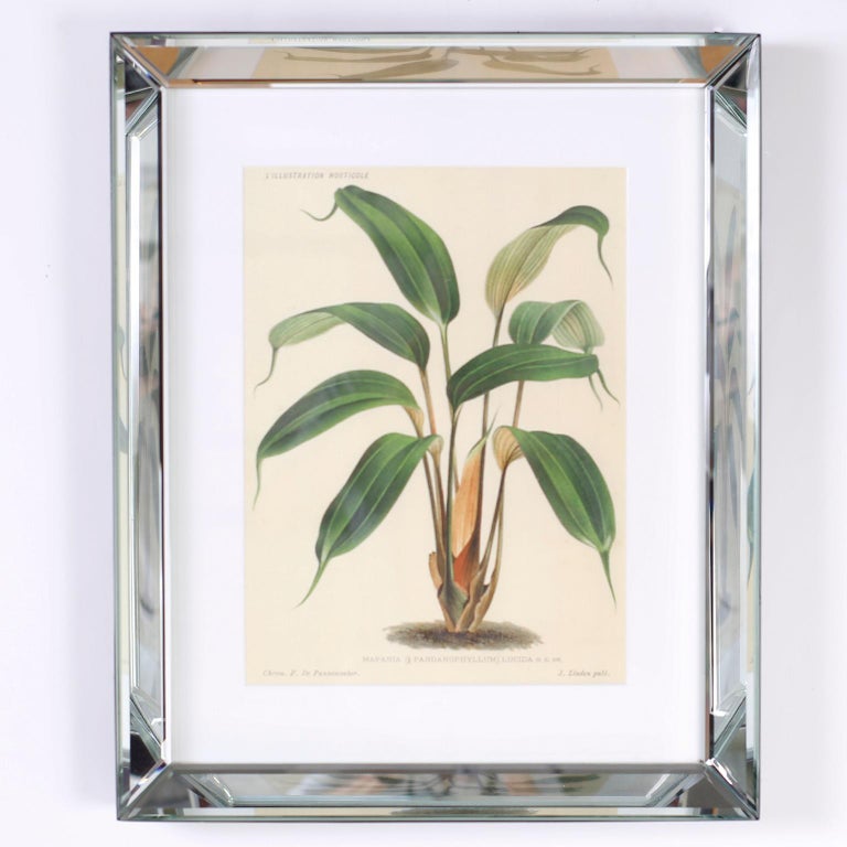 Set of Six Botanical Prints in Mirrored Frames by Trowbridge at 1stDibs ...