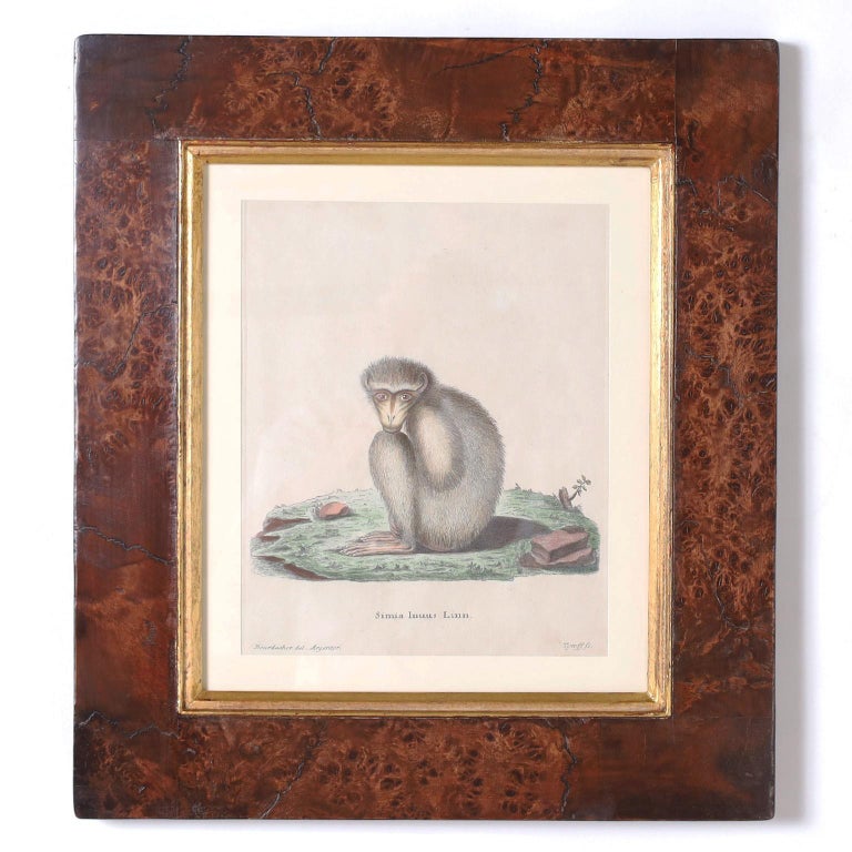Set of Six Copper Plate Engravings of Monkeys For Sale at 1stDibs