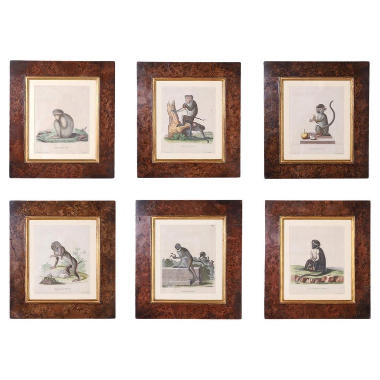 Set of Six Copper Plate Engravings of Monkeys For Sale at 1stDibs