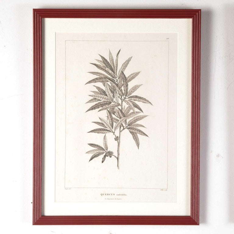 Set of Six Early 19th Century French Botanical Engravings For Sale at ...