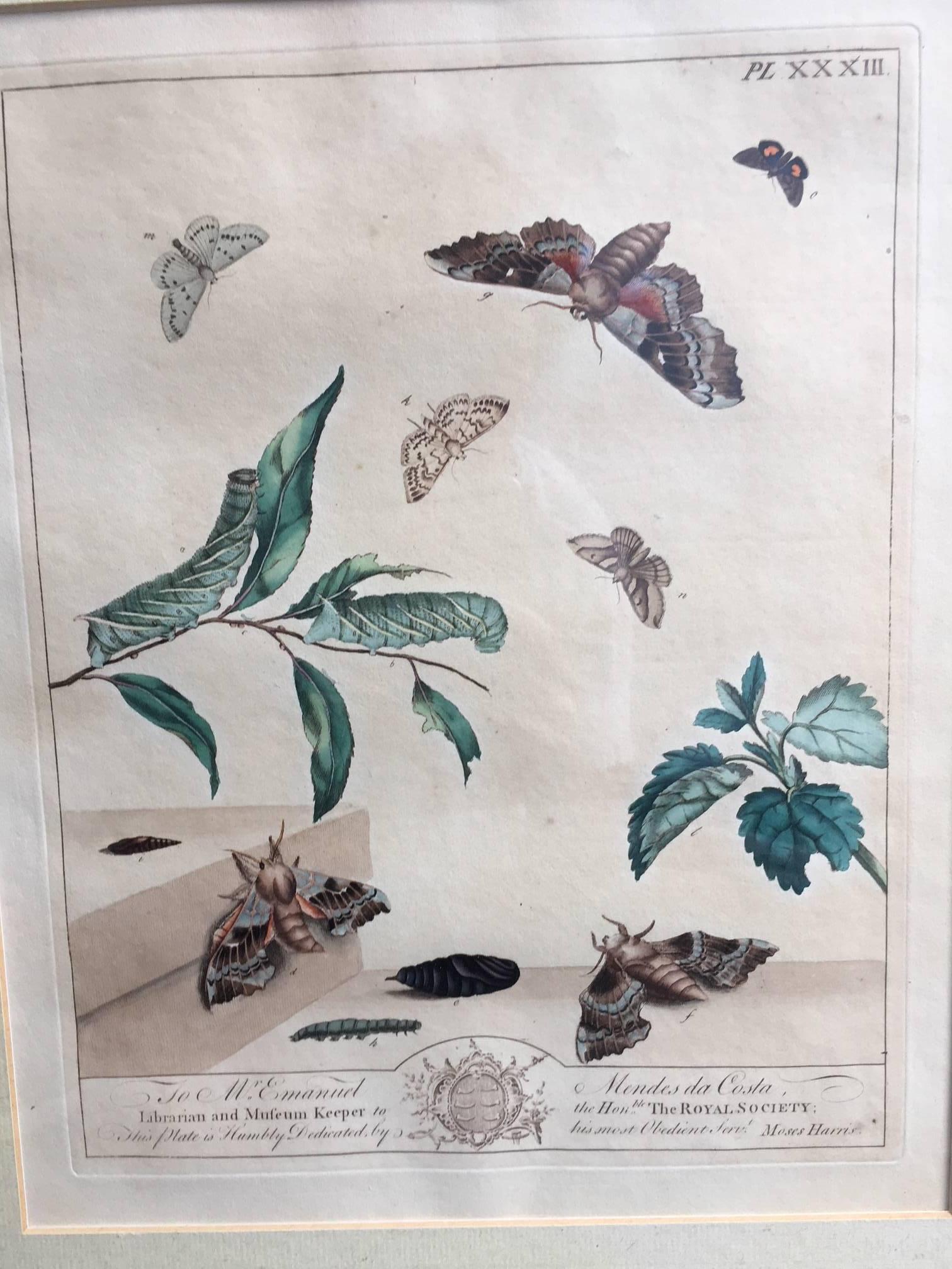 Set of Six Engravings by Moses Harris from Aurelian, circa 1766 at 1stDibs