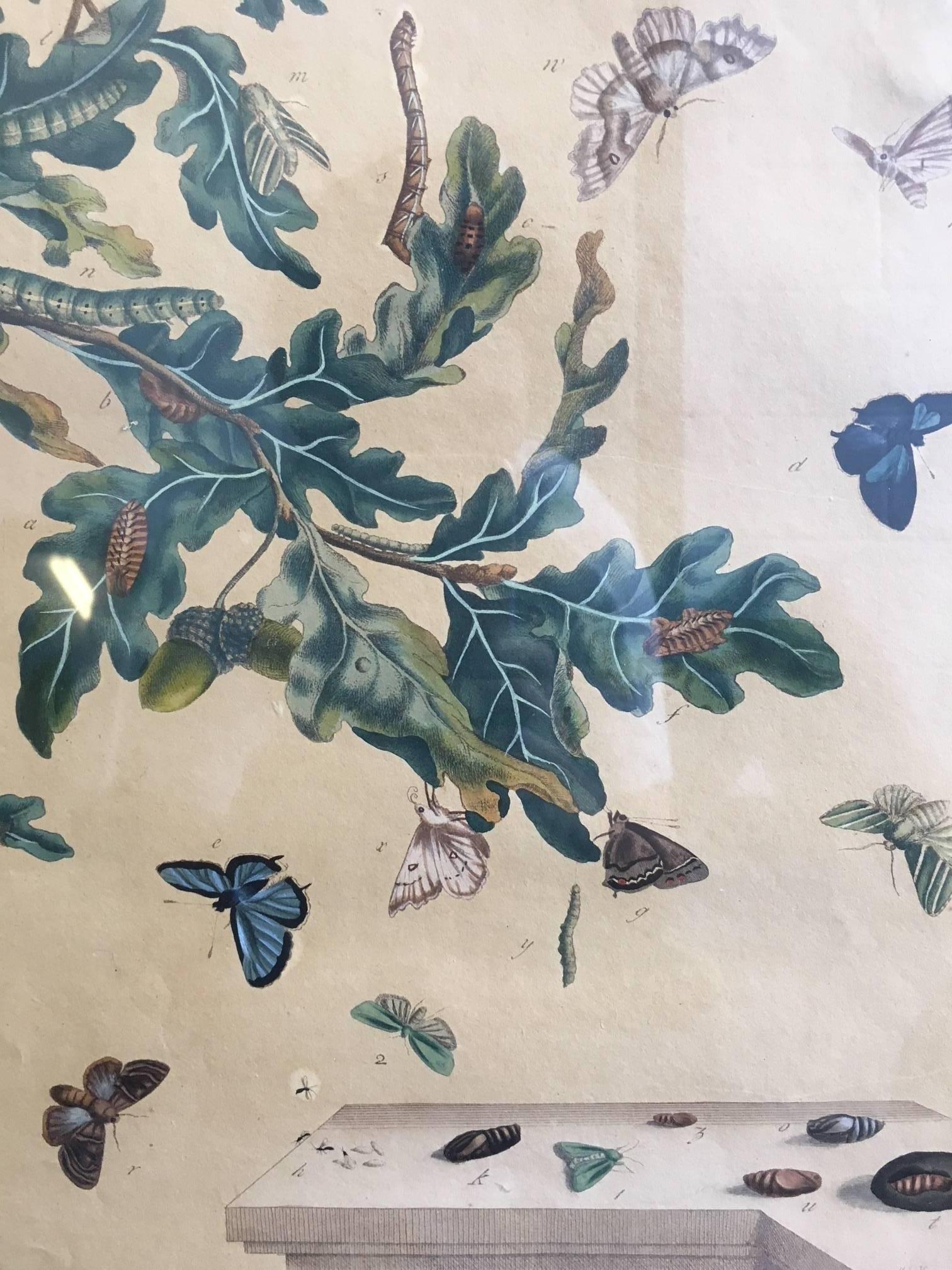 Set of Six Engravings by Moses Harris from Aurelian, circa 1766 at 1stDibs