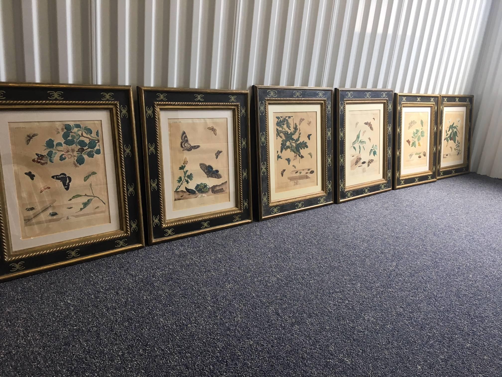 Set of Six Engravings by Moses Harris from Aurelian, circa 1766 at 1stDibs